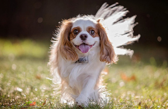 English Toy Spaniel Dog Breed Characteristic, Daily and Care Facts