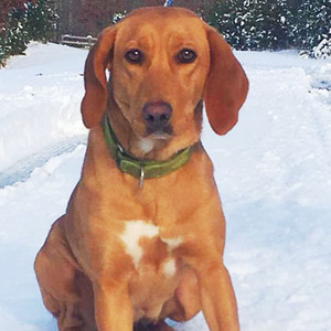 Female Labrador Retriever / Redbone Coonhound Mix is available for adoption