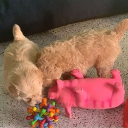 Male/Female Other is available for sale- Dog the Love