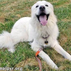 Male Great Pyrenees is available for adoption