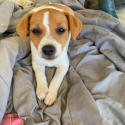 Jack Russell Terrier is available for adoption