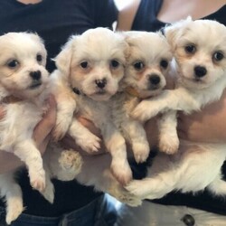 Maltese is available for adoption