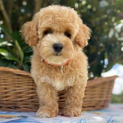 Bichon Frise is available for adoption