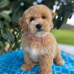 Bichon Frise is available for adoption