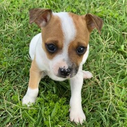 Fox Terrier (Smooth) is available for adoption