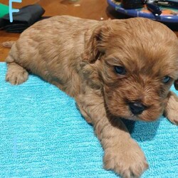 is available for adoption