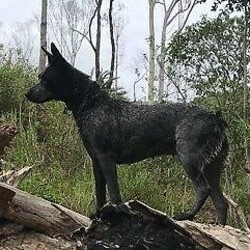 Australian Stumpy Tail Cattle Dog is available for adoption