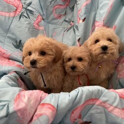 Bichon Frise is available for adoption