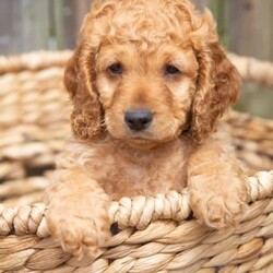 is available for adoption