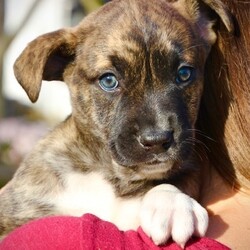 Female Mixed Breed is available for adoption