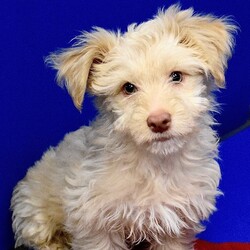 Female Terrier is available for adoption
