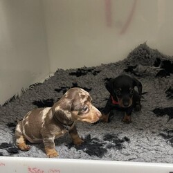 Mixed Litter Daxi Jack is available for sale- Dog the Love