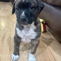 Female Beagle is available for adoption