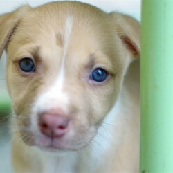 Male Mixed Breed is available for adoption