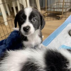 Female Border Collie is available for adoption