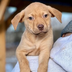 Male Labrador Retriever is available for adoption