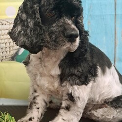 Female Cocker Spaniel is available for adoption