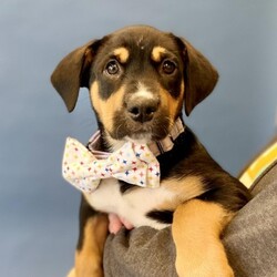 Male Mixed Breed is available for adoption