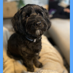 Male Cockapoo is available for adoption