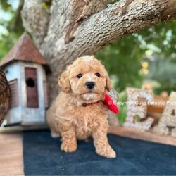 Bichon Frise is available for adoption