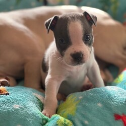 Male American Staffordshire Terrier is available for adoption