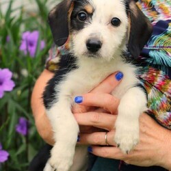 Female Beagle is available for adoption