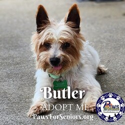 Male Yorkshire Terrier is available for adoption
