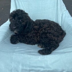 Male Cockapoo is available for adoption
