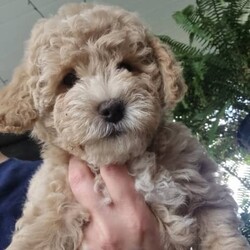 Female is available for sale- Dog the Love