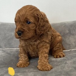 Male Cavapoo is available for adoption