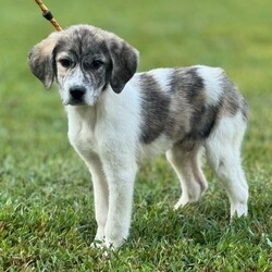 Male Great Pyrenees is available for adoption
