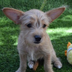 Female Chiweenie is available for adoption