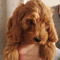 Mixed Litter Cockapoo is available for adoption