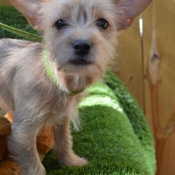 Female Chiweenie is available for adoption