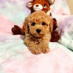 Mixed Litter Cavapoo is available for adoption