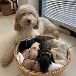 Female Labradoodle is available for adoption