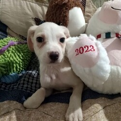 Male Black Labrador Retriever is available for adoption