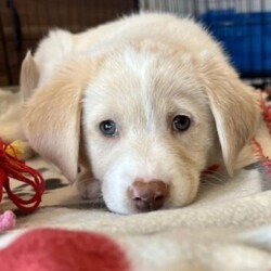 Female Yellow Labrador Retriever is available for adoption