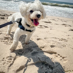 Male Miniature Poodle is available for adoption