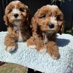 Both Cavoodle is available for adoption