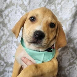 Female Yellow Labrador Retriever is available for adoption