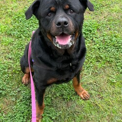 Male Rottweiler is available for adoption