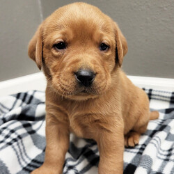 Male Labrador Retriever is available for adoption