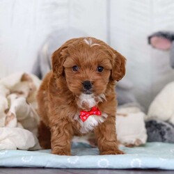 Male Cavapoo Puppy is available for sale- Dog the Love