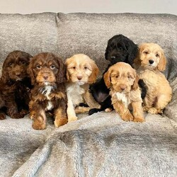 Female Cockapoo is available for adoption