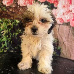 Female Shih-Poo is available for adoption