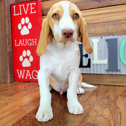 Adopt a dog! Change a pet’s life today - Dog The Love