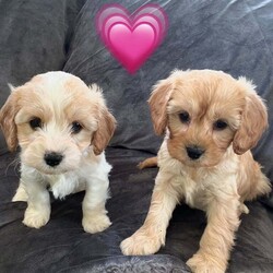 Female Cavapoochon is available for sale- Dog the Love