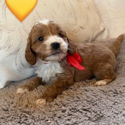 Female Cockapoo is available for adoption