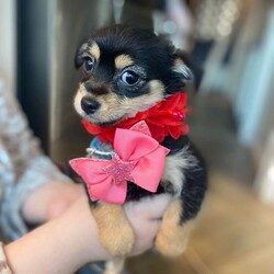 Female Yorkshire Terrier is available for adoption